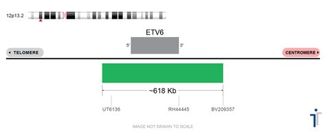 Bdot Etv6runx1 Fish Probe Empire Genomics