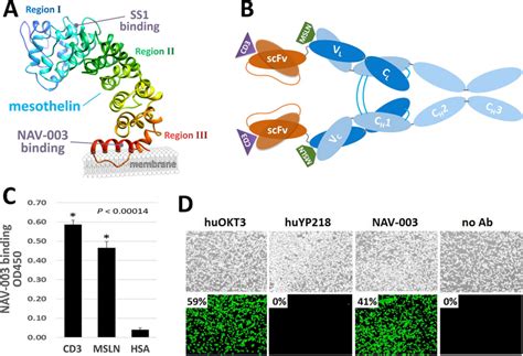 Construction And Analysis Of Nav‐003 A 3d Structure Modeling Of
