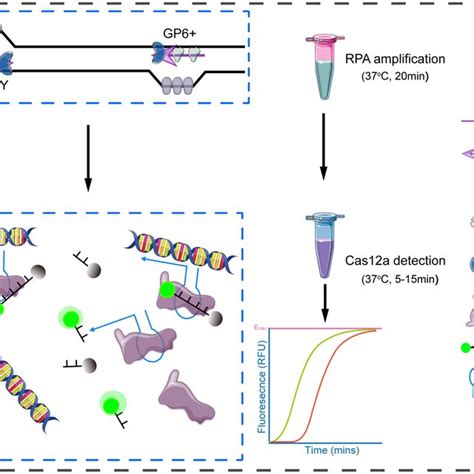 Pdf A Simple And Rapid Diagnostic Method For 13 Types Of High Risk