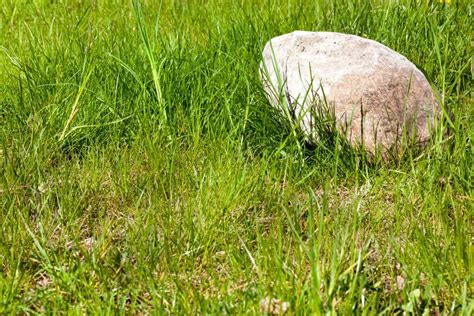 How To Remove Rocks From Your Yard Homely Ville