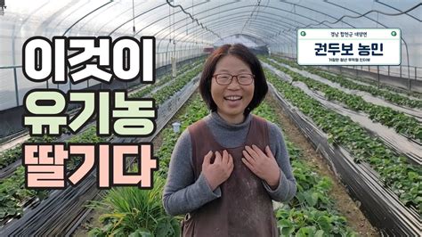 유기농 딸기 농사 쉬워요 약 한번도 안 쓴 유기농 딸기는 존재합니다 Youtube