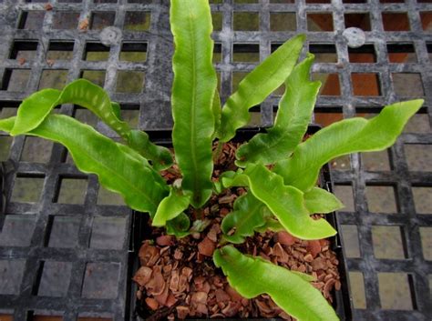 Asplenium Scolopendrium Undulata Far Reaches Farm