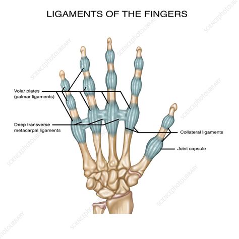 Collateral Ligament Finger Metacarpophalangeal Mcp Joints Bones And