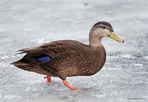 Duck Species Chart