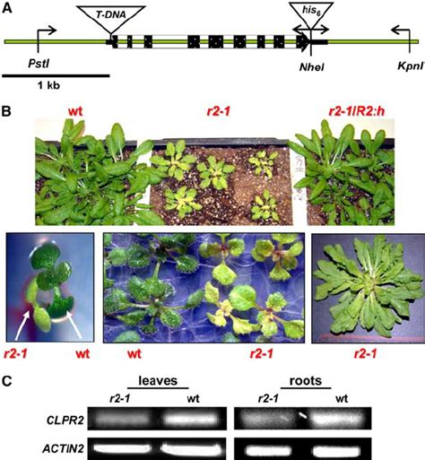 Isolation And Complementation Of A T Dna Insertional Mutant For Clpr2