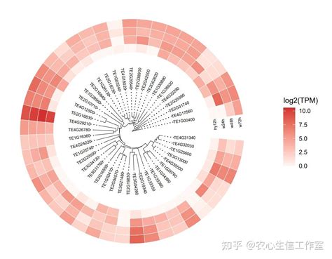 用ggtree、ggtreeextra给环形进化树外圈添加热图、柱状图和文字注释 知乎