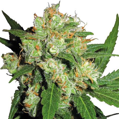 Sensi Skunk Cbddiscounter