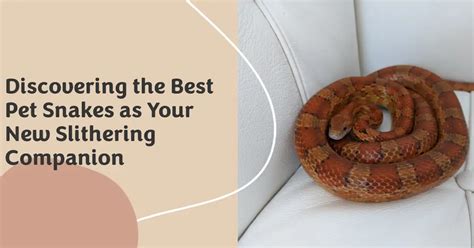 Best Pet Snakes