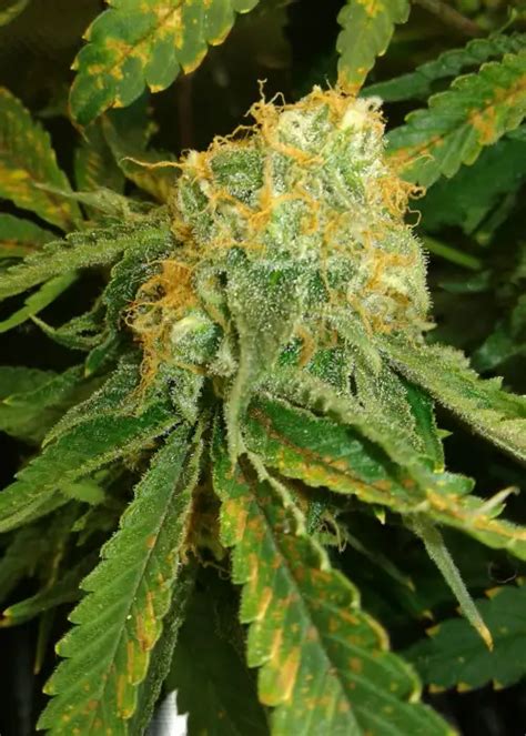 Master Kush Cannabis Strain Information Growdiaries