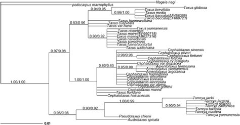 bayesian 50 majority rule consensus tree 8 000 trees sampled burn in