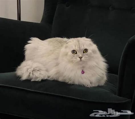 أنثى سكوتش فولد للتبني موقع حراج