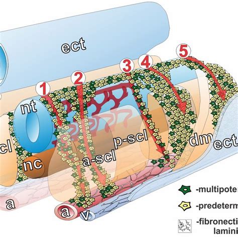 Model Of Neural Crest Nc Initial Induction Download Scientific Diagram