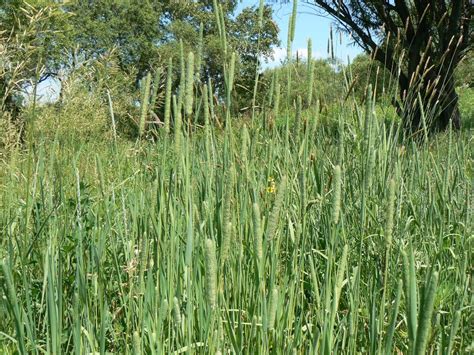 Phleum pratense - Изображение особи - Плантариум
