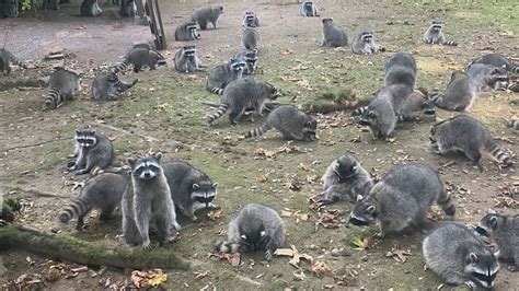 Womans Home Overrun By Over 100 Raccoons After 3 Decades Of Feeding Them