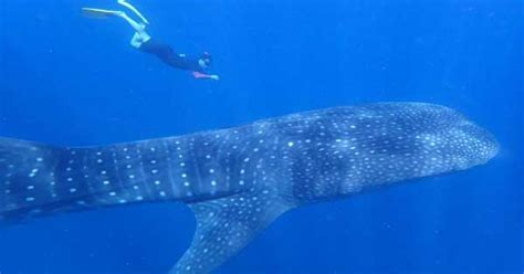 The Isla Experience Morgan Mcgowan Isla