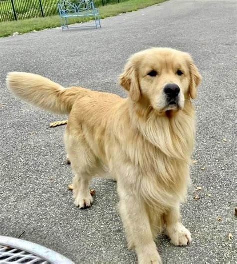 English Golden Retrievers The Dreamers Golden Retriever With Long