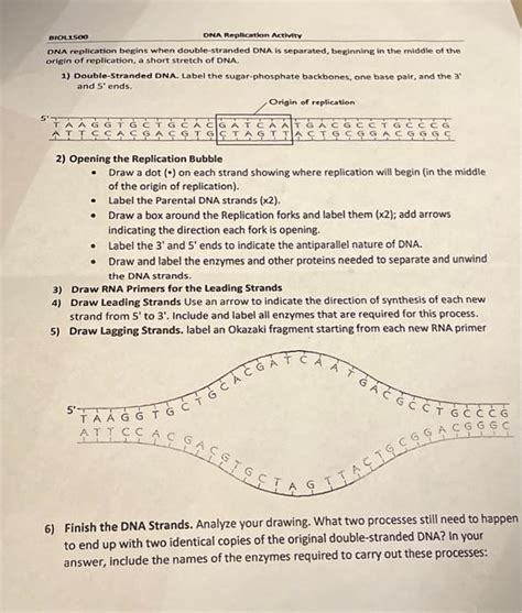 Dna Replication Begins When Double Stranded Dna Is