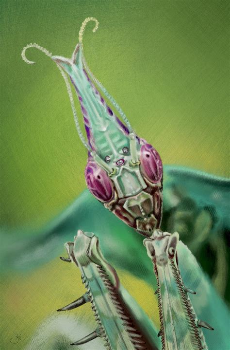Devil Mantis 1 By Macrojunkie On Deviantart