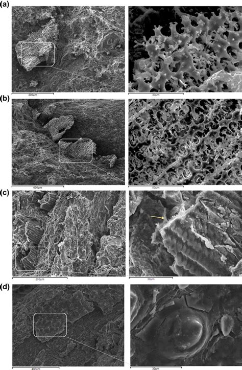 Phytoliths In Body Clays Sem Images Bec Vegetal Micro Remains In Download Scientific