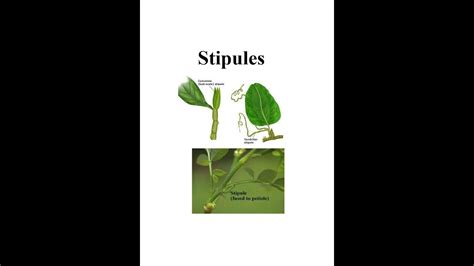 Stipules Biology Neet Foundation Youtube
