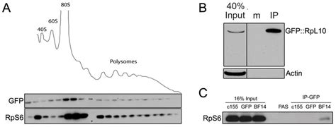 Polysome Incorporation Of Gfp Tagged Rpl10a A Sucrose Gradient Download Scientific Diagram