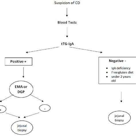 Positive Diagnosis Of Cd Cd Celiac Disease Ttg Iga Anti Tissue