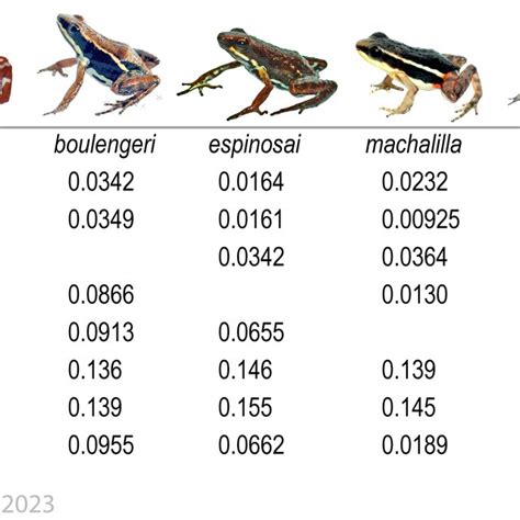 matrix of mean pairwise uncorrected p distances between clades the