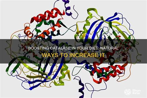 Boosting Catalase In Your Diet Natural Ways To Increase It Shunketo