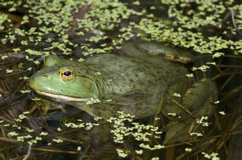 American Bullfrog Froglet At Raven Goetz Blog