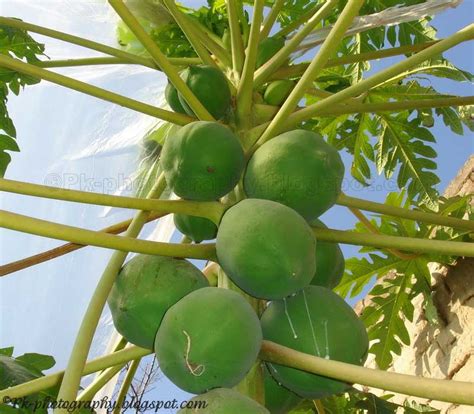 Papaya Plants Nature Cultural And Travel Photography Blog