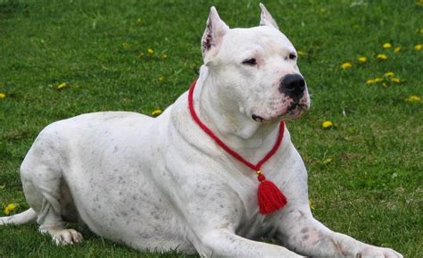 Dogo Argentino Mascotas