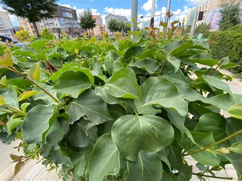 Ногоон байгууламжийн явцад хяналт тавьж байна