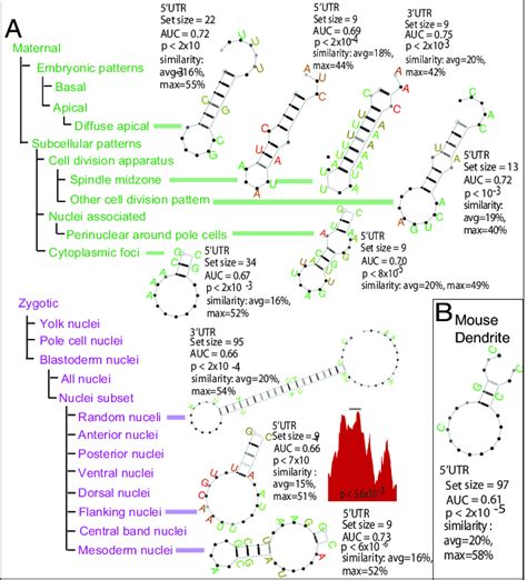 Localization Motifs A Fly Embryonic Localization Patterns Consensus