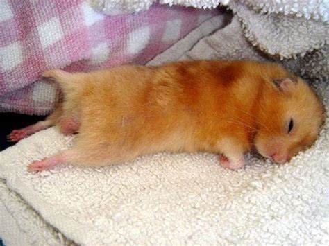 Funny Sleeping Animals 21 Pics