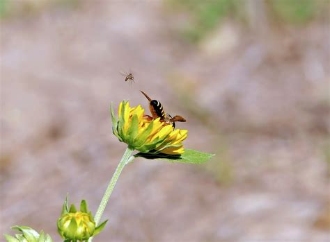 Bee Insect Flower Free Photo On Pixabay Pixabay