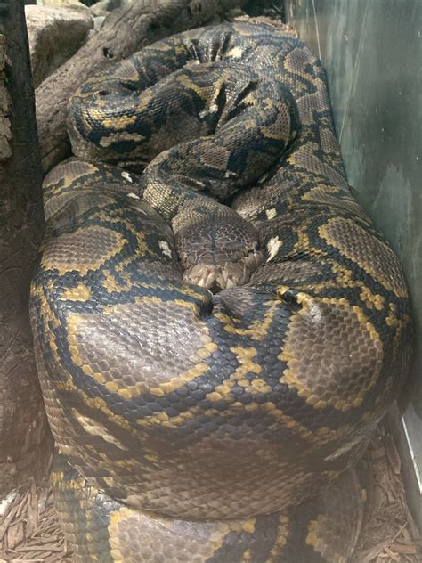 Reticulated Python Meilover Flickr