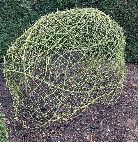 Rose Pruning With Jenny Barnes The Art Of Niffing Dorset Walled Garden