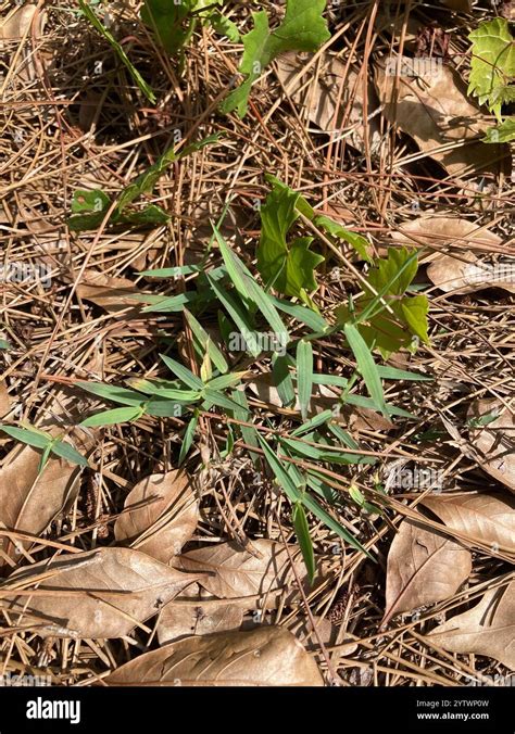 Bristlegrasses Rosette Grasses Barnyard Grasses And Allies Paniceae