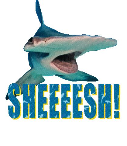 Tik Tok Funny Gif Sticker By Shark Week For Ios Android Giphy