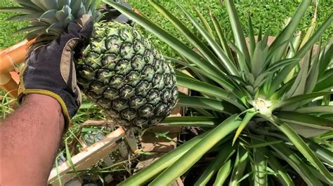 When And How To Know When To Harvest A Pineapple Plant Youtube