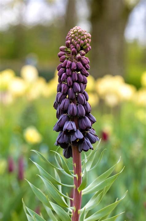 Top 10 Dark Colored Flowers That Are Almost Black Birds And Blooms
