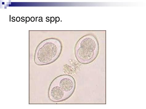 Details Of… Endoparasites Ppt Download