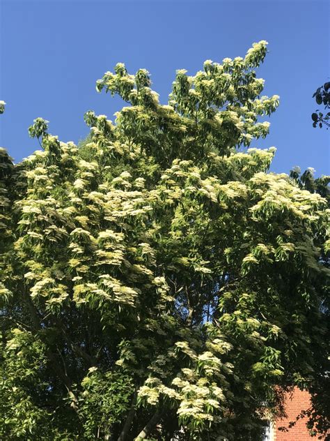 Cornus Macrophylla Msf 821 Pan Global Plants