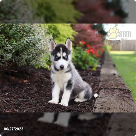 John Beiler Lancaster Puppies