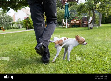 Hund Pinkelt Auf Das Bein Einer Person Stockfotografie Alamy