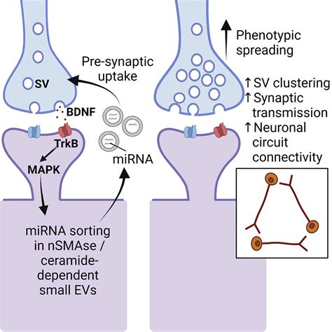 Neuronal Extracellular Vesicles And Associated Micrornas Induce Circuit Connectivity Downstream
