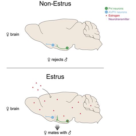 Periodic Remodeling In A Neural Circuit Governs Timing Of Female Sexual Behavior Cell
