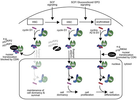 The Hsp70 Chaperone System Distinct Roles In Erythrocyte Formation And