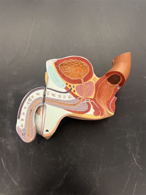 Male Reproductive Organs Diagram Quizlet