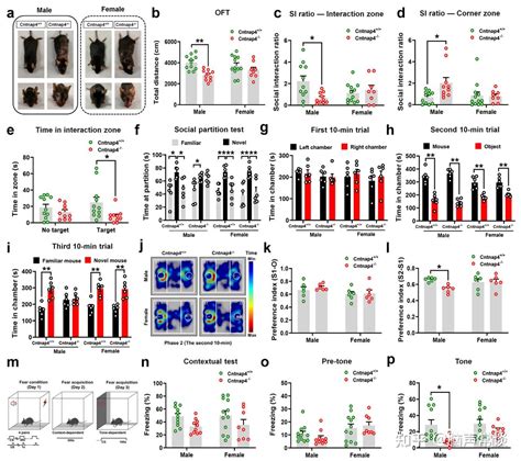 脑声常谈丨罗伊氏乳杆菌通过提高bla脑区gaba传递改善了雄性cntnap4基因敲除小鼠的asd样行为缺陷 知乎